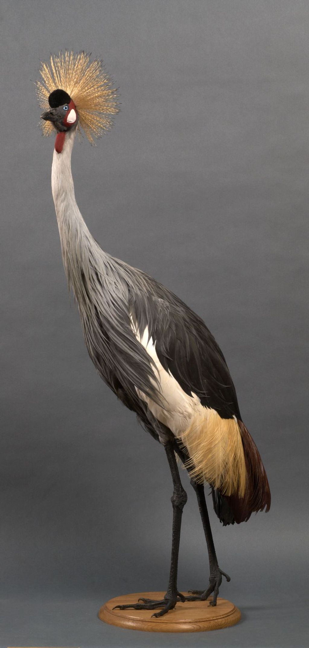 GRUE COURONNEE phase grise (II/B-bagué) Balearica pavonina.