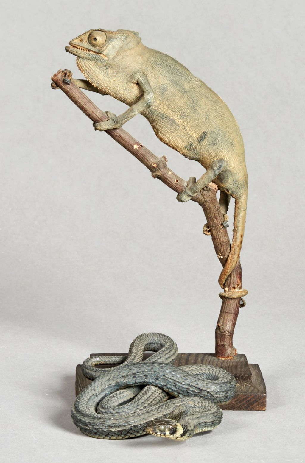 COULEUVRE A COLLIER et CAMELEON naturalisés Natrix natrix, Chamaeleo ...