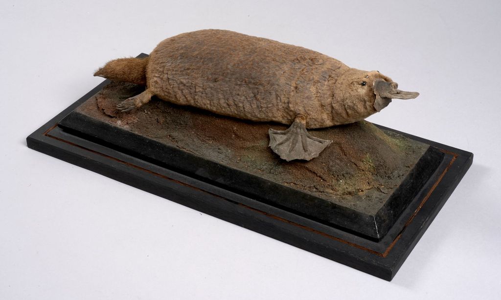 ORNITHORYNQUE taxidermisé en entier sur un socle carré à rainure ...