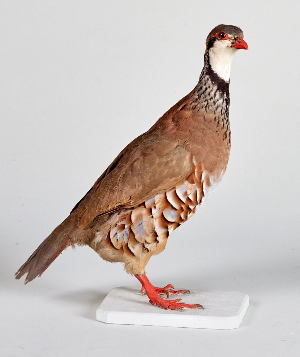 PERDRIX BARTAVELLE Alectoris graeca.