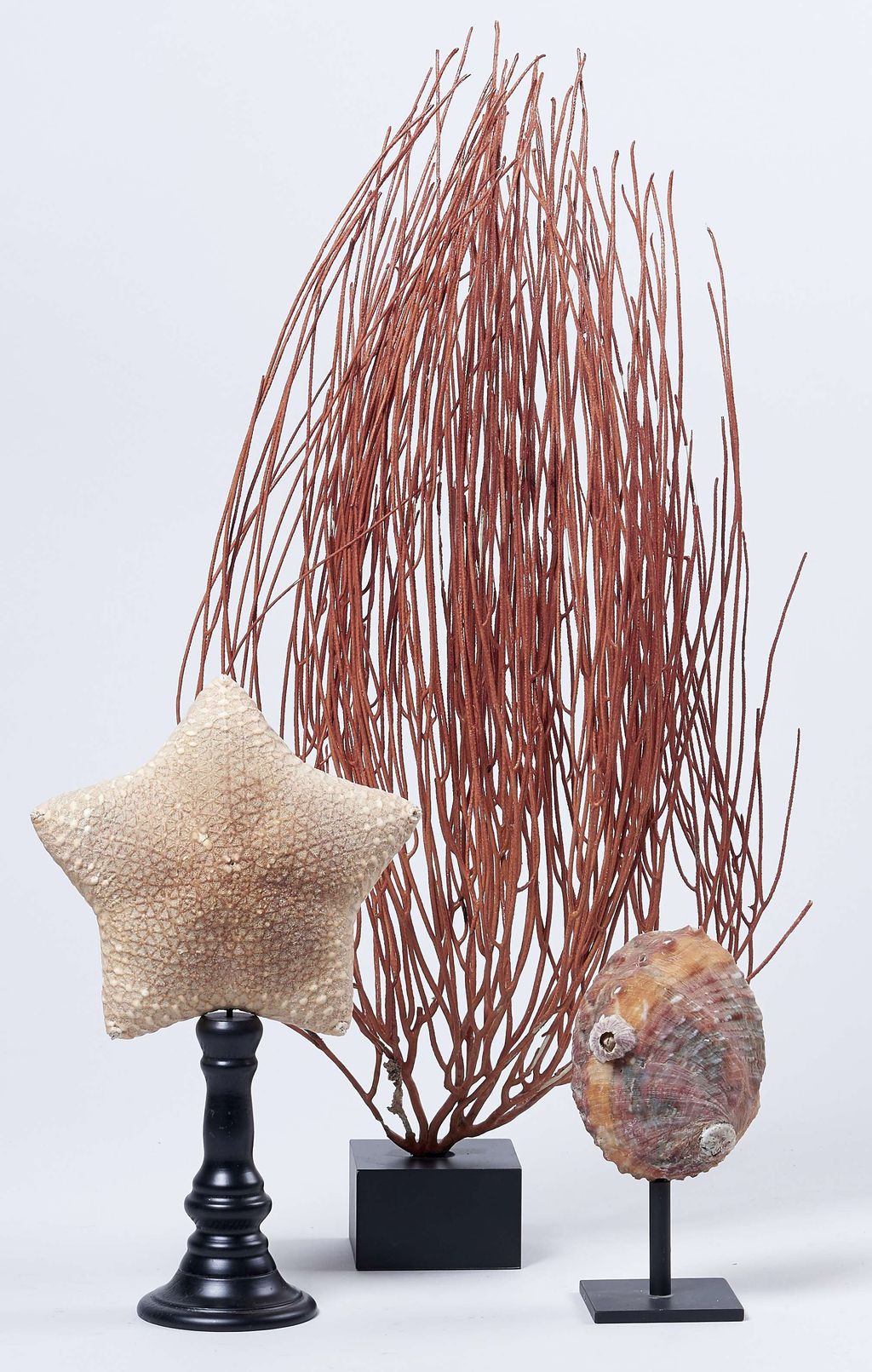 GORGONE ROUGE, ETOILE DE MER ET HALIOTIS ARGENTE Haut. : 60, 30 et 18 ...