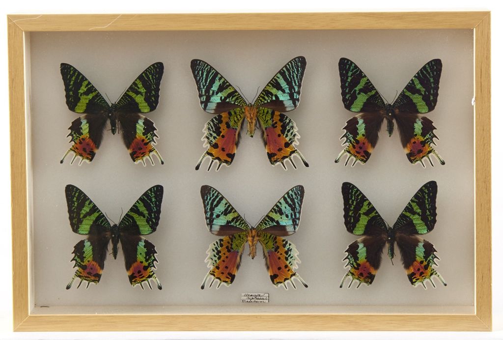 URANIA riphaeus. Six spécimens. Dans une boite : 40 x 26 cm