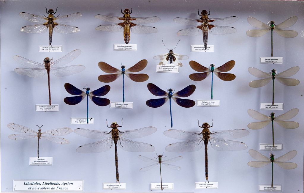 LIBELLULES de France : belle collection ancienne des variétés de ...